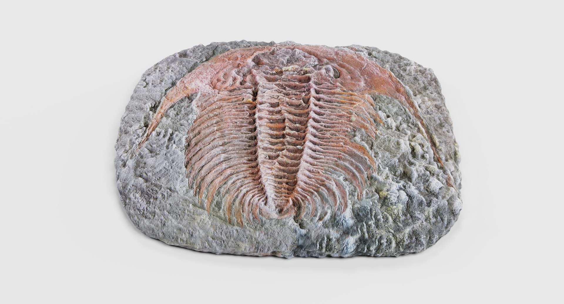 3D Trilobite Fossil Model - TurboSquid 1338253