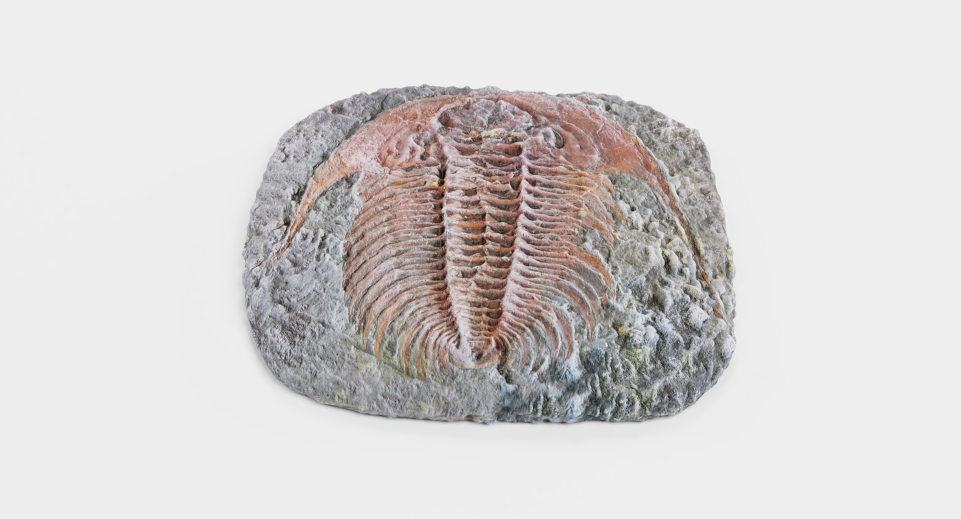 3D Trilobite Fossil Model - TurboSquid 1338253