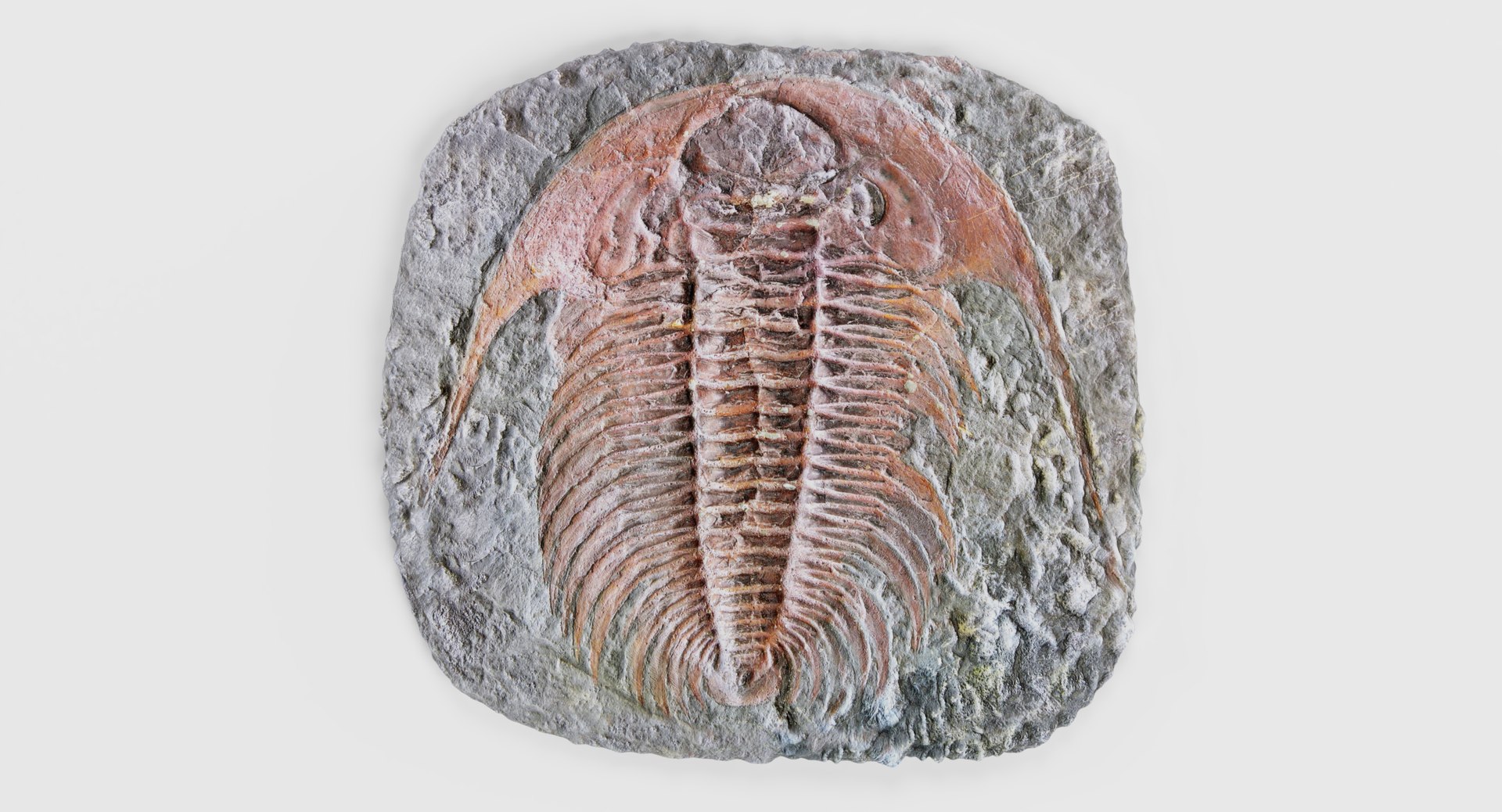 3D Trilobite Fossil Model - TurboSquid 1338253