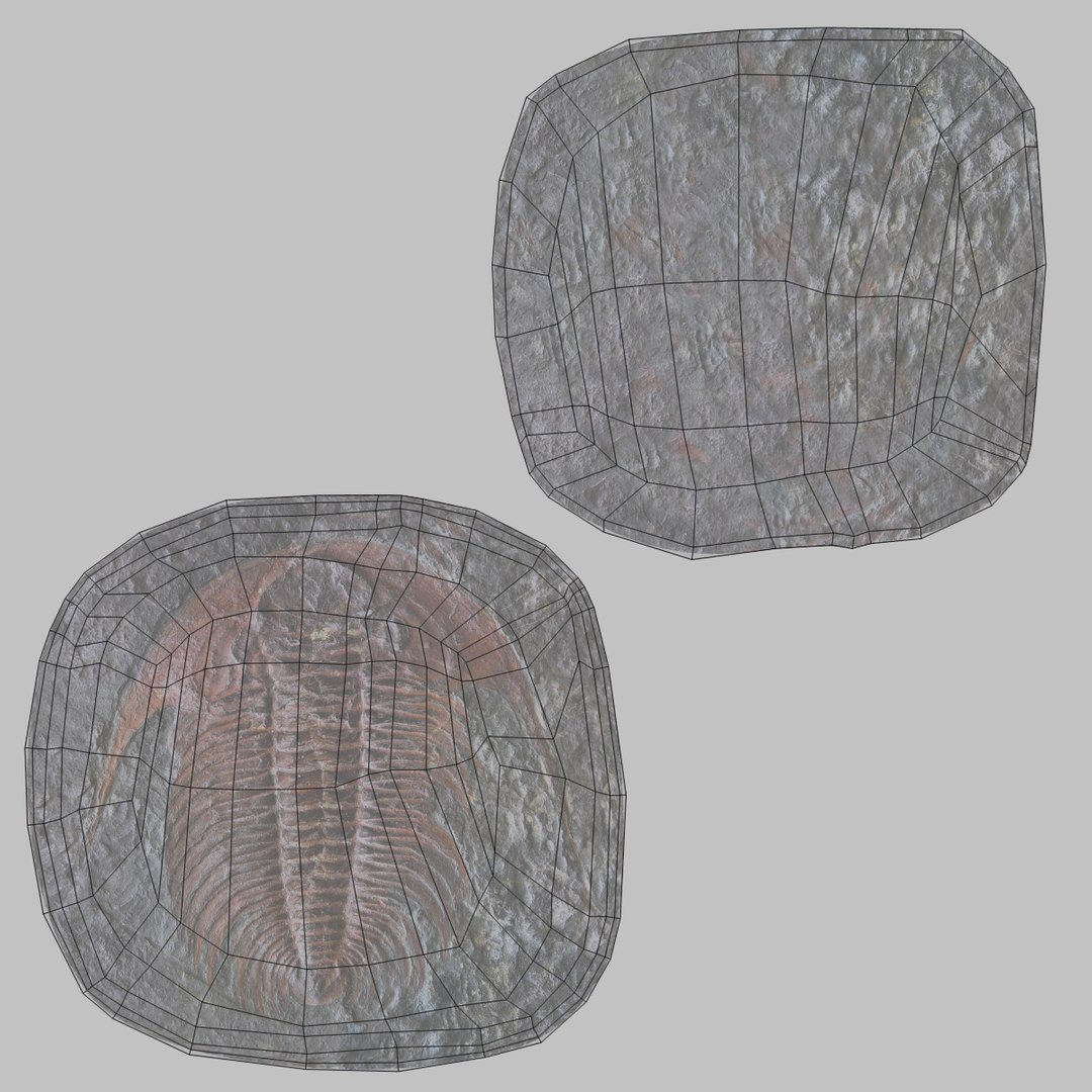 3D Trilobite Fossil Model - TurboSquid 1338253