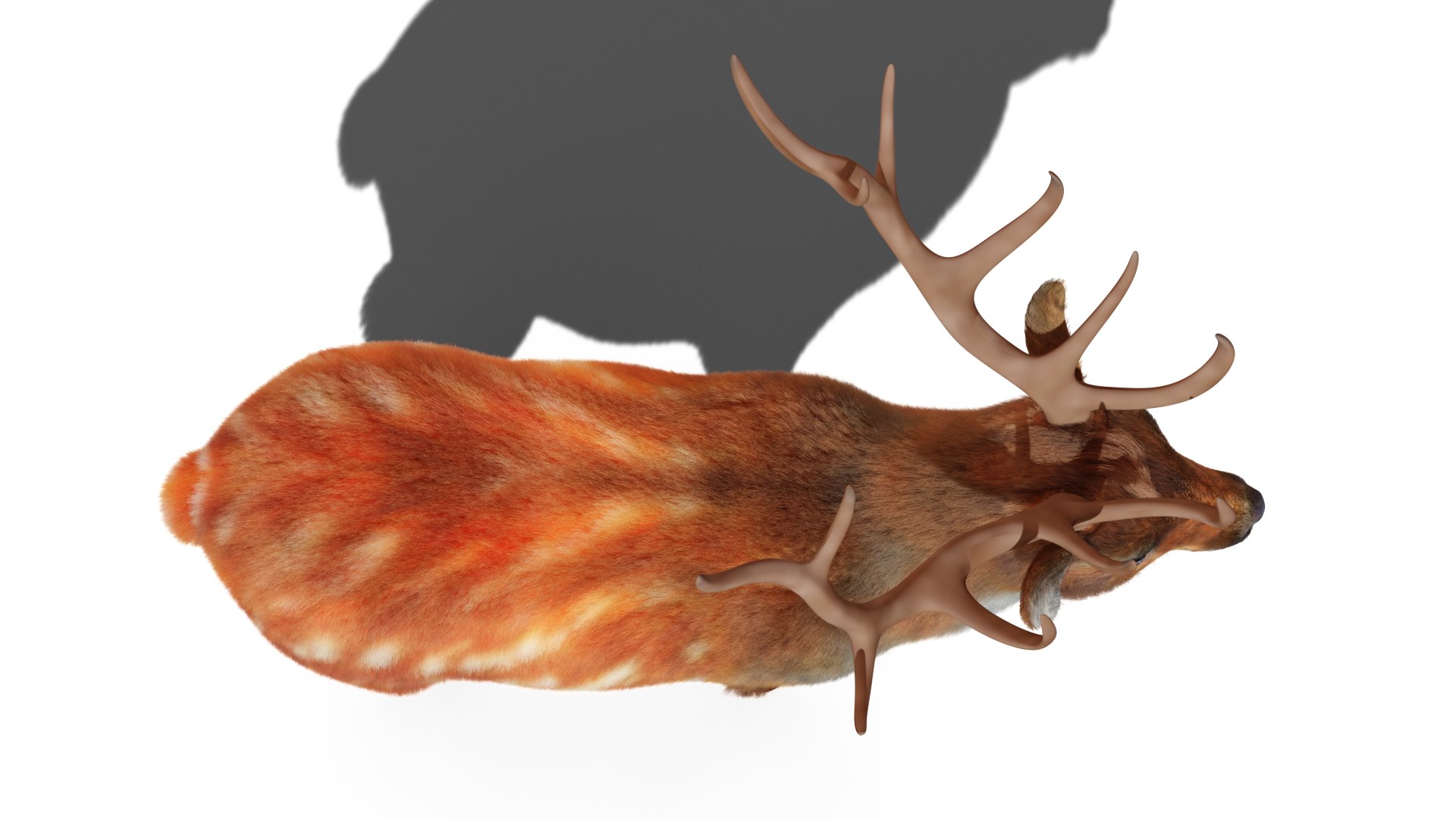 3D Fur Red Deer Stag NO RIG model - TurboSquid 1727763