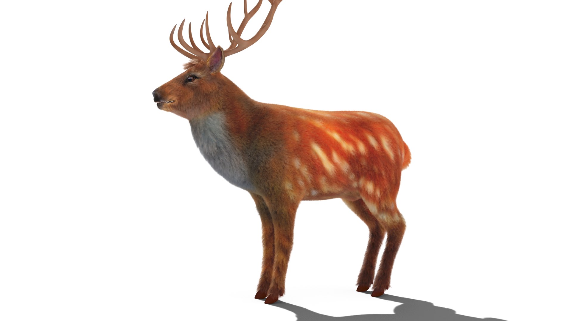 3D Fur Red Deer Stag NO RIG model - TurboSquid 1727763