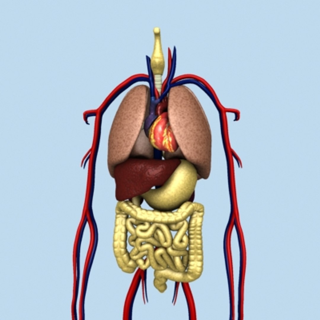 Human Lungs 3d Model