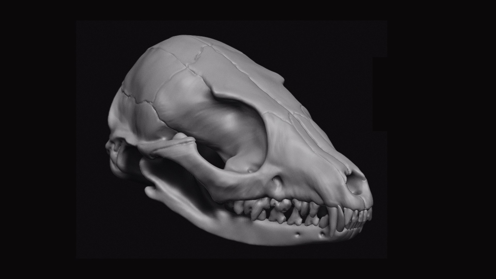 Realistic Fox Skull 3D Model - TurboSquid 1651254