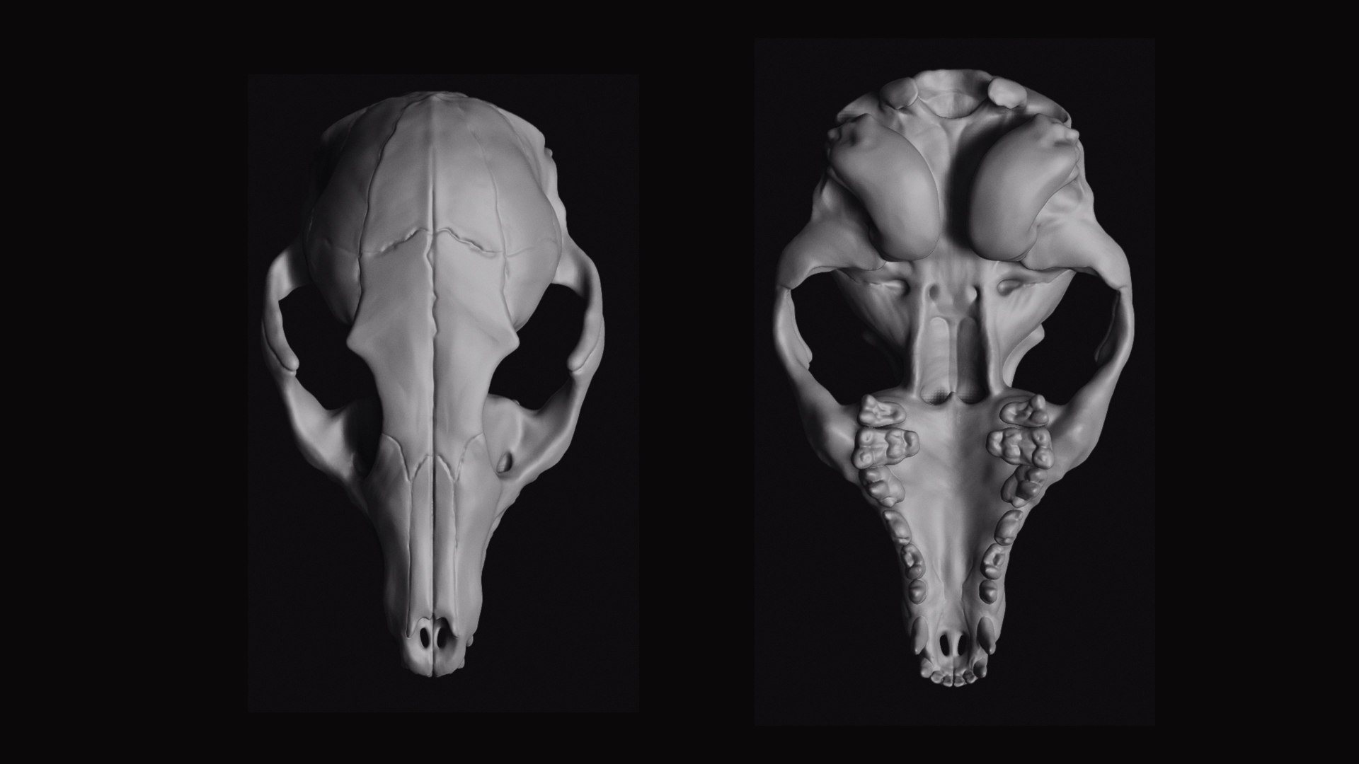 Realistic Fox Skull 3D Model - TurboSquid 1651254