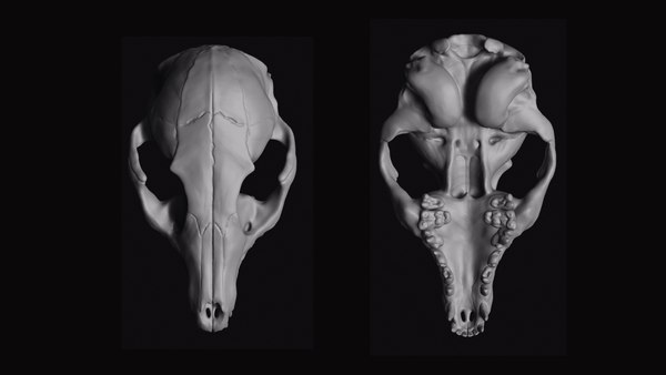 modelo 3d Cráneo de zorro - TurboSquid 1651254