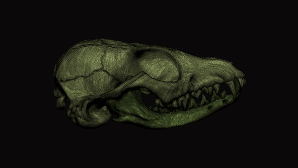 Realistic fox skull 3D model - TurboSquid 1651254