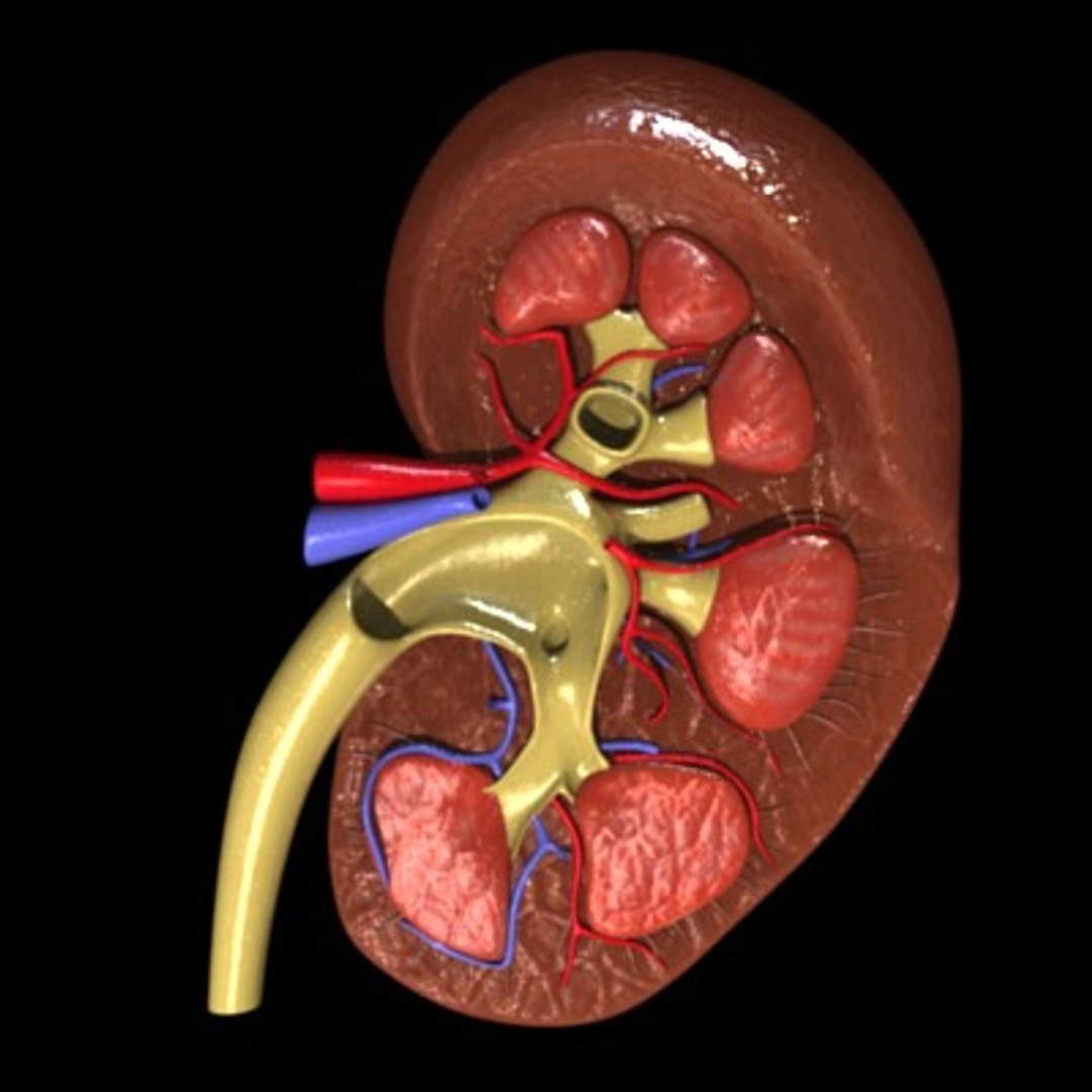 urinary kidney 3d model