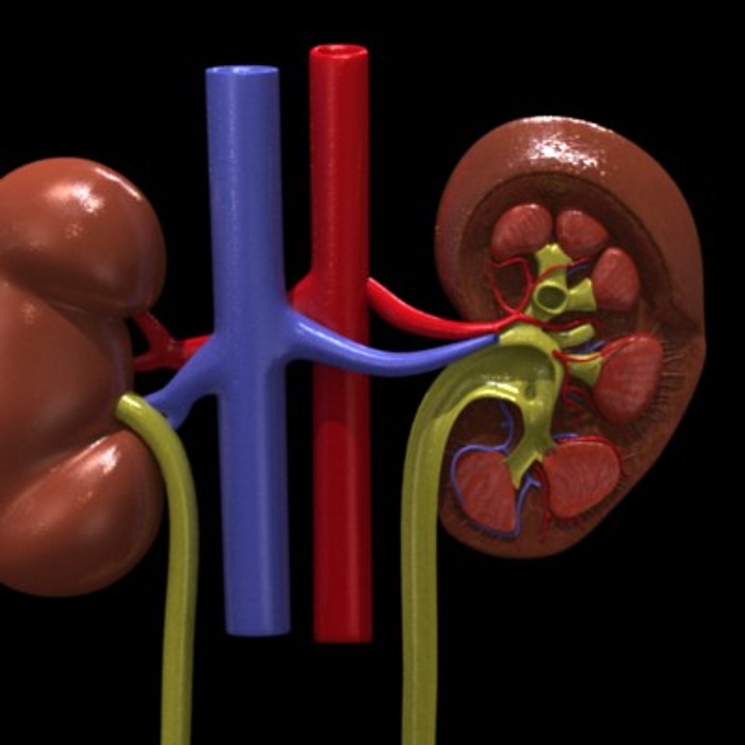 urinary kidney 3d model