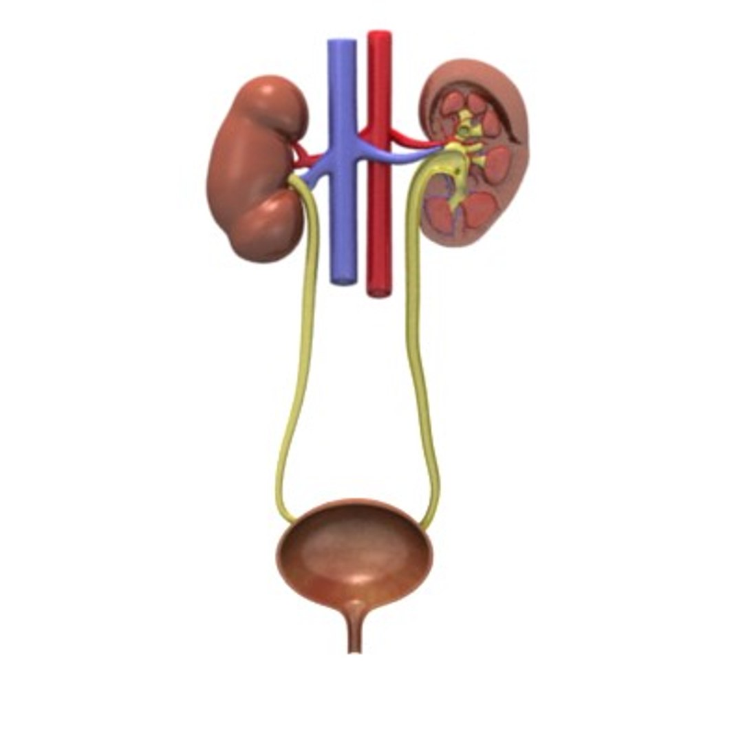 urinary kidney 3d model