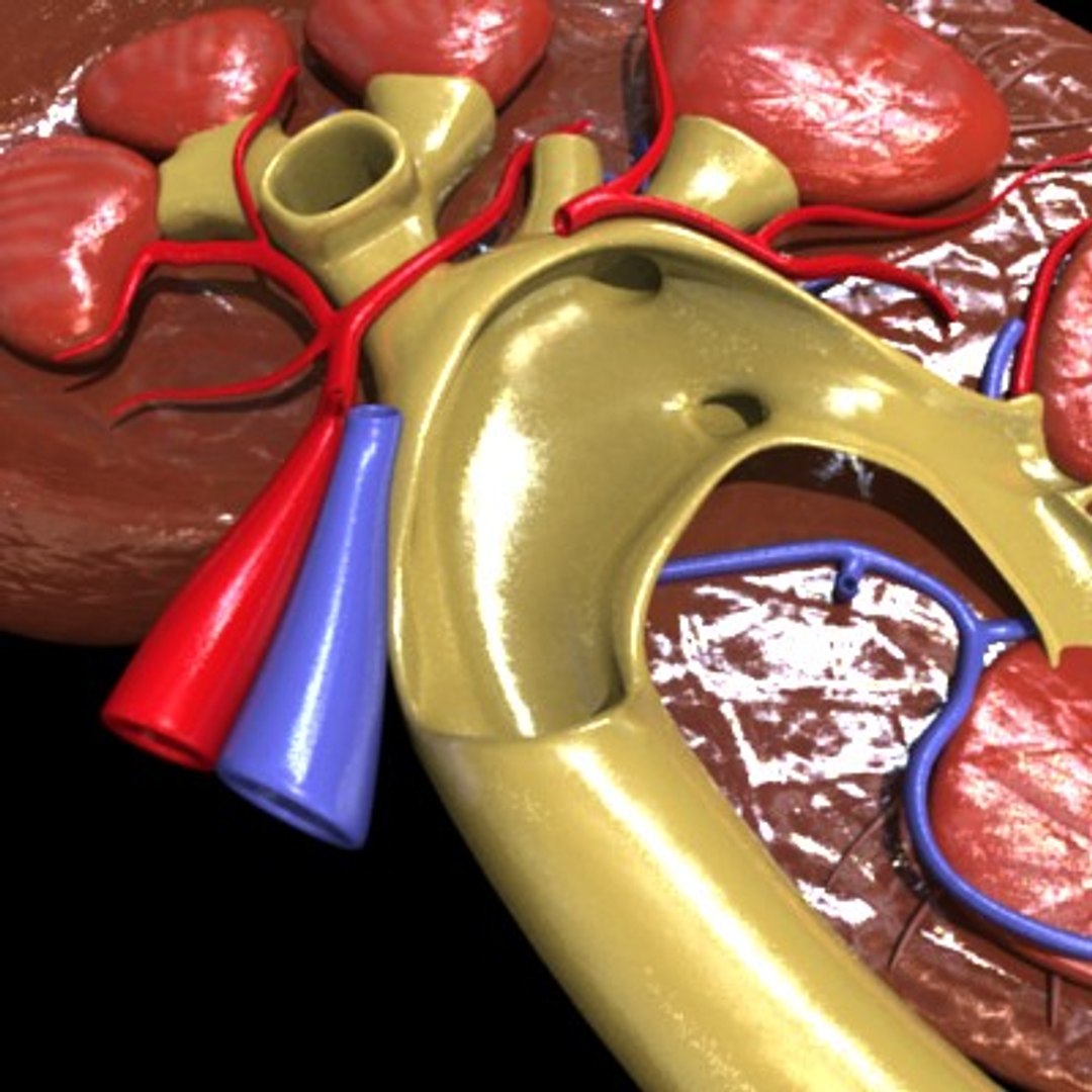 urinary kidney 3d model