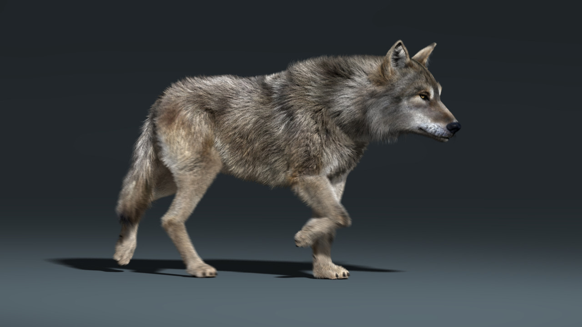 Gray Wolf Fur Rigged Max