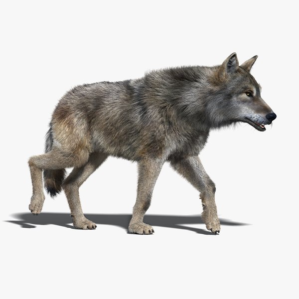 Wolf 3D Models for Download | TurboSquid