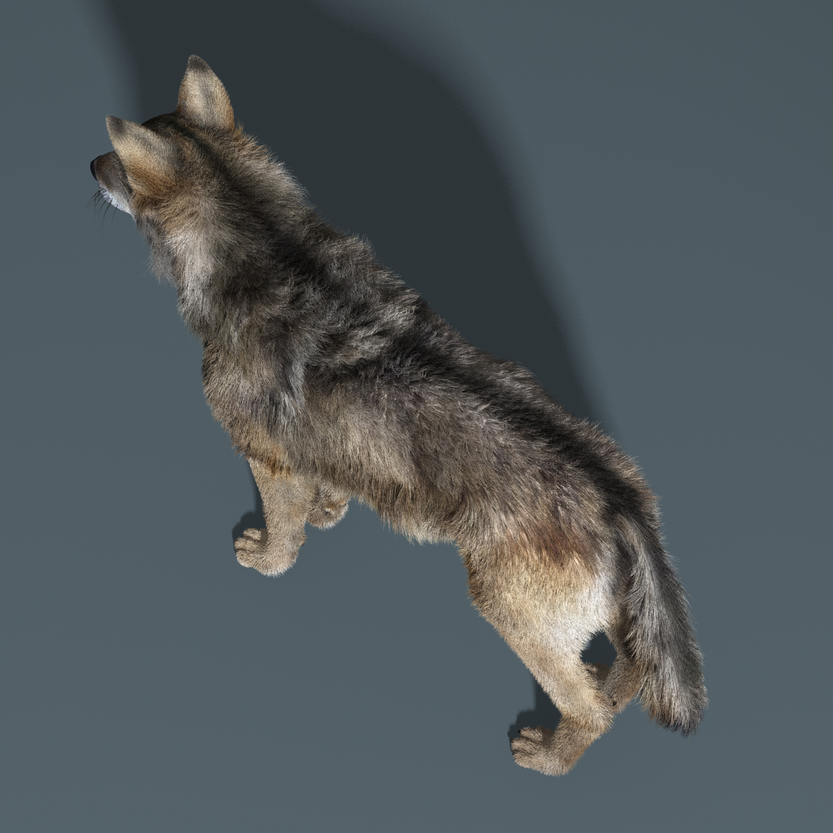 gray wolf fur rigged max
