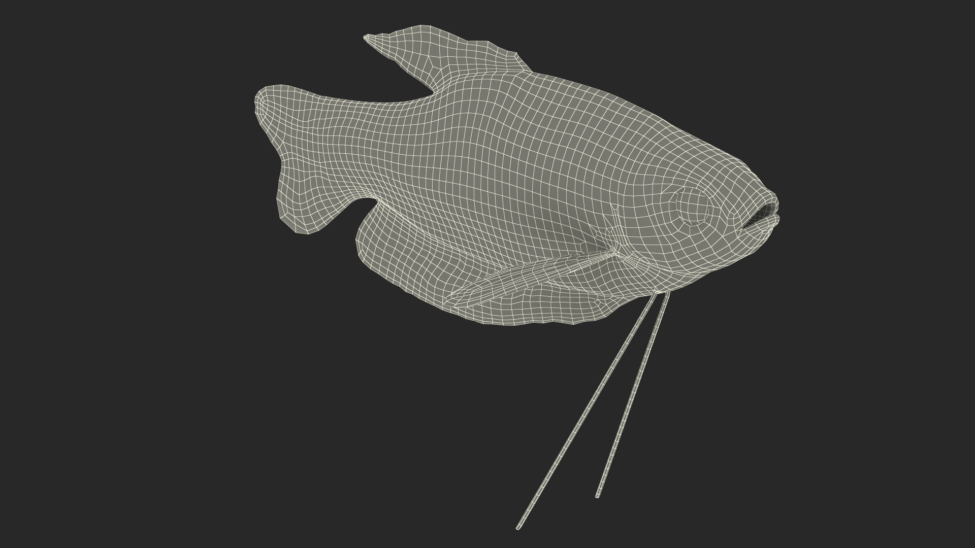 Dwarf Gourami Fish Rigged 3D - TurboSquid 2206053