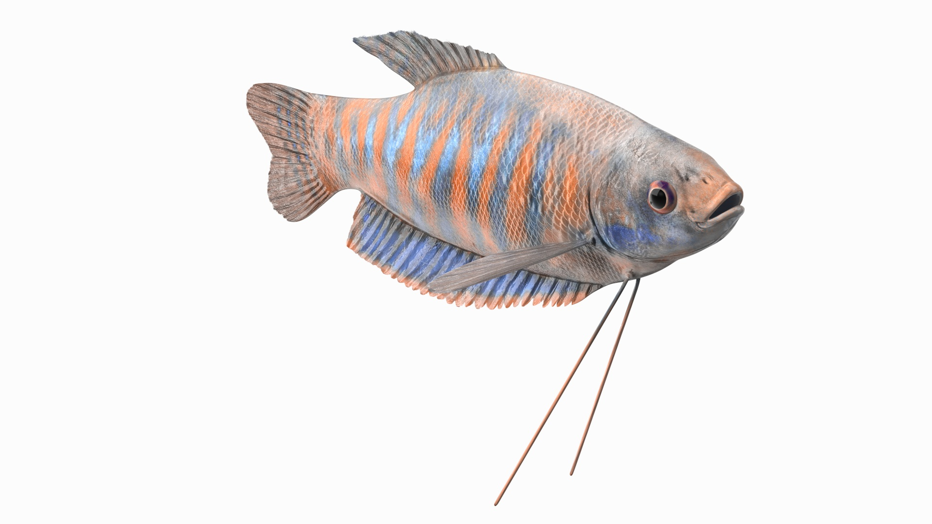 Dwarf Gourami Fish Rigged 3D - TurboSquid 2206053