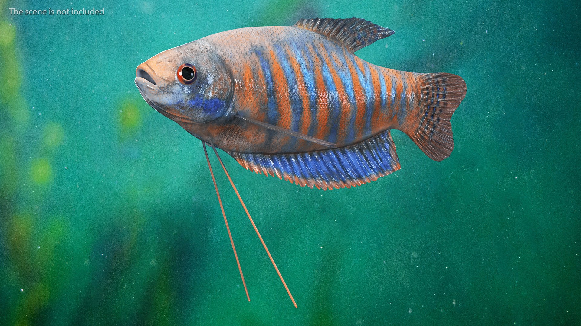 Dwarf Gourami Fish Rigged 3D - TurboSquid 2206053