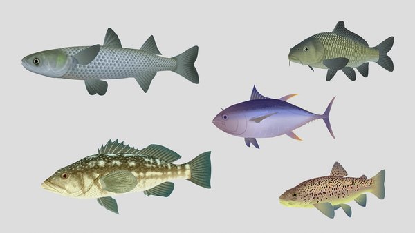 3D fish 03 - TurboSquid 1261963