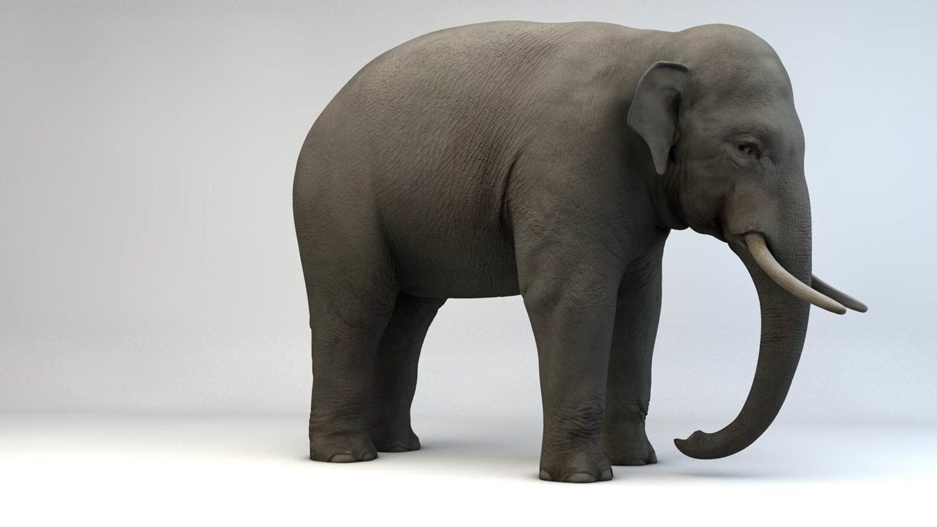 Elephant Animation 3D Model - TurboSquid 1273469