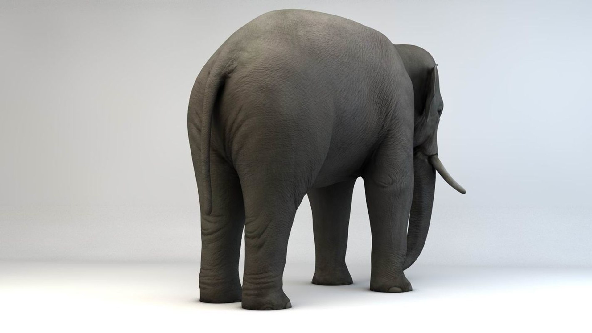 Elephant Animation 3D Model - TurboSquid 1273469