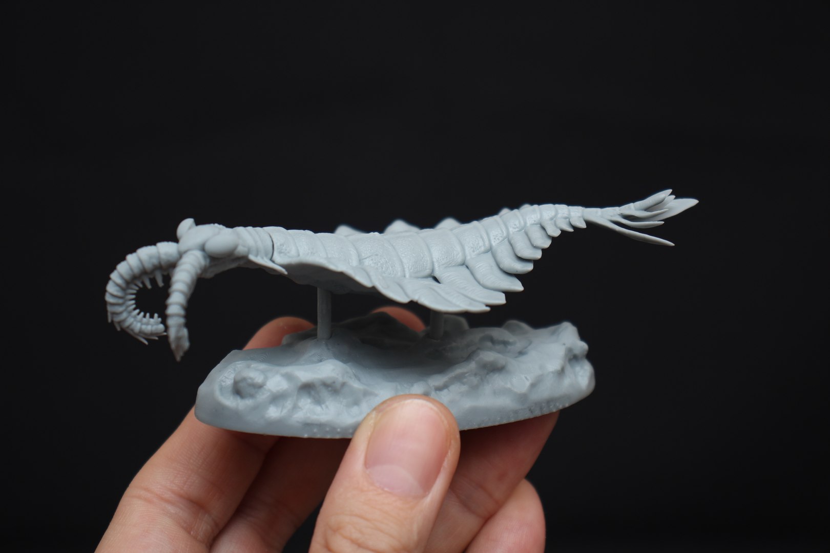 Anomalocaris Canadensis 3D Model - TurboSquid 1867067