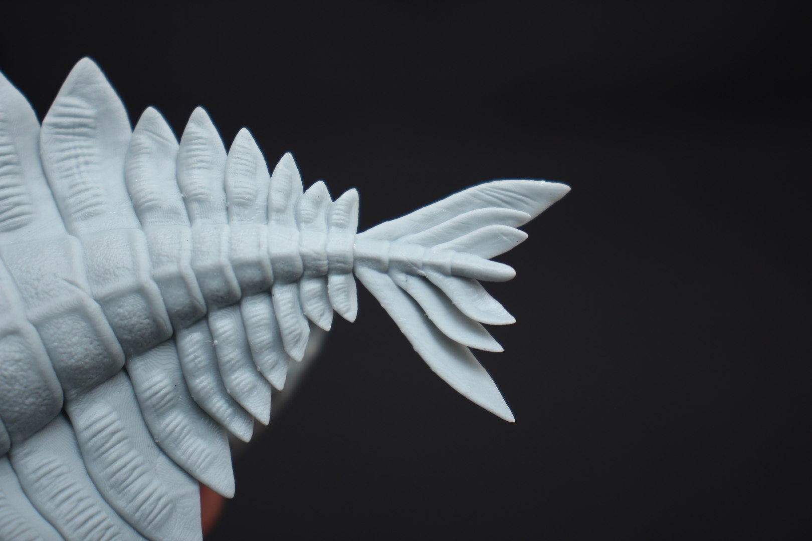 Anomalocaris Canadensis 3D Model - TurboSquid 1867067