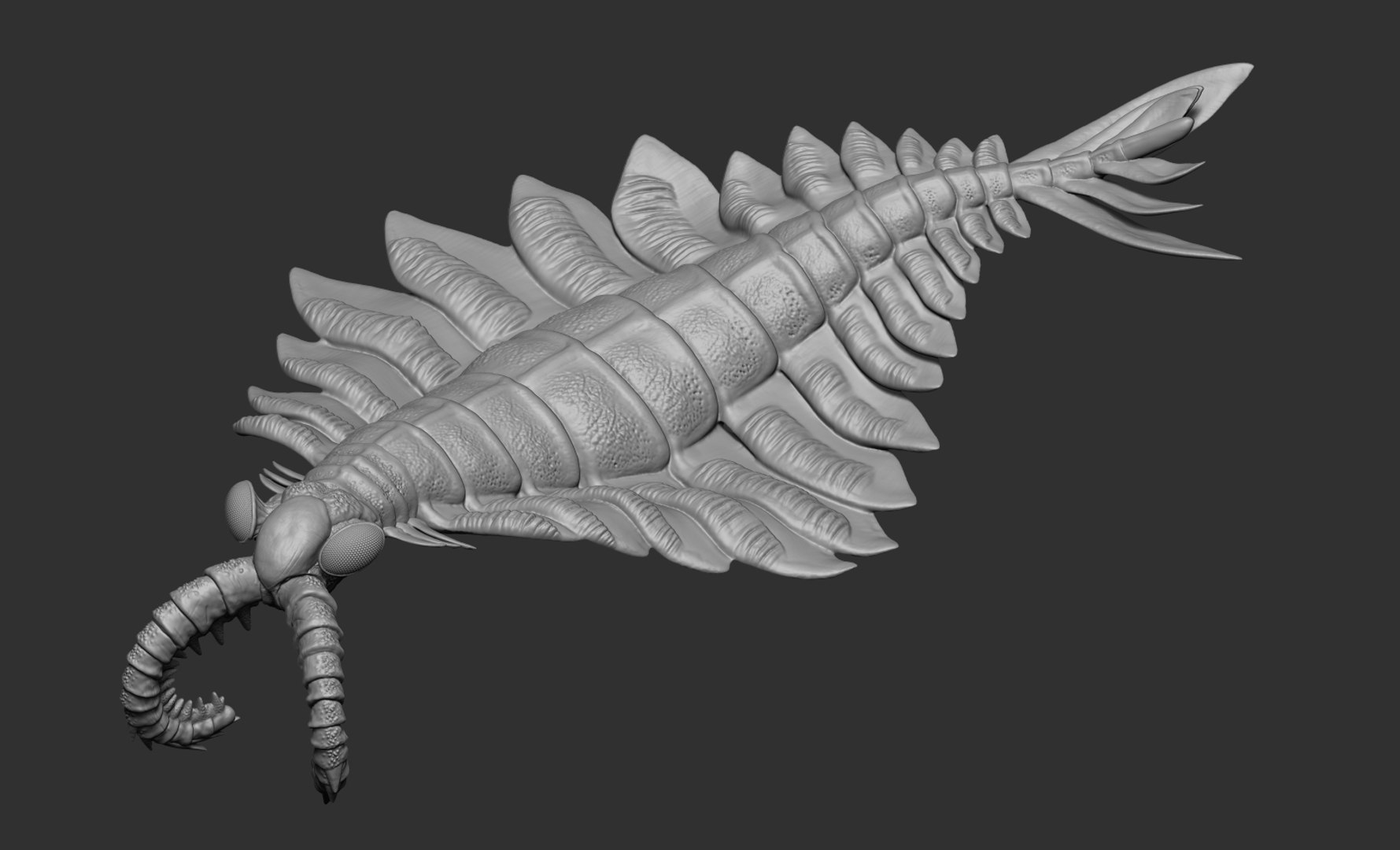 Anomalocaris Canadensis 3D Model - TurboSquid 1867067