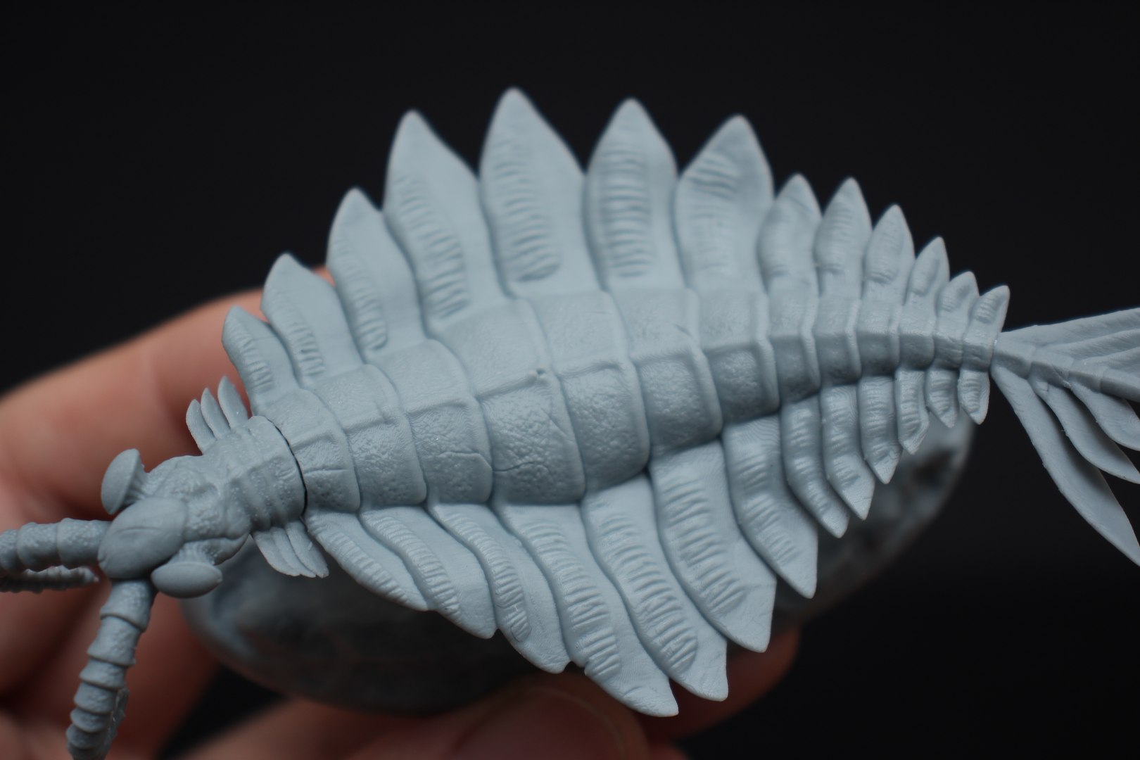 Anomalocaris Canadensis 3D Model - TurboSquid 1867067