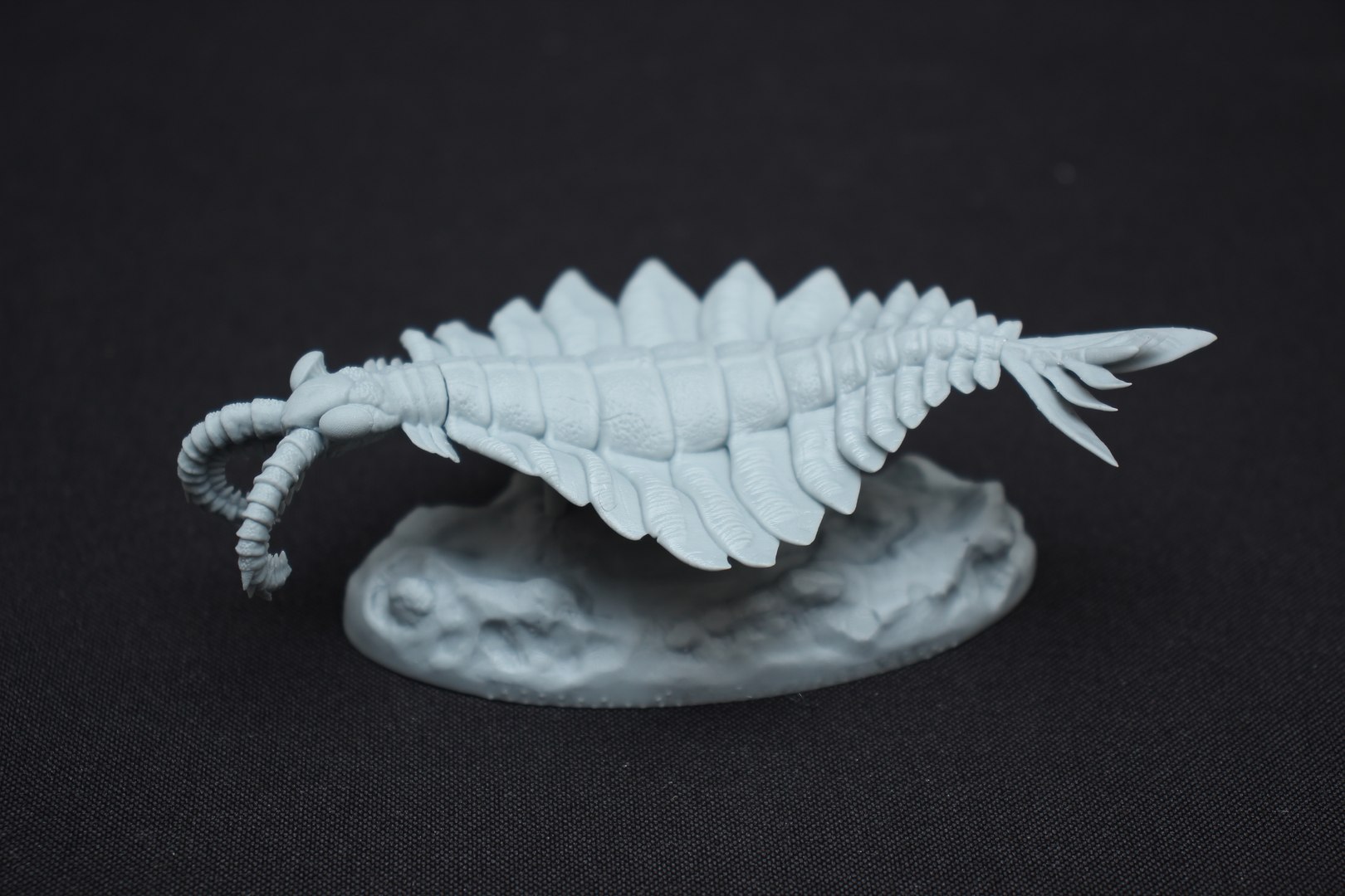Anomalocaris Canadensis 3D Model - TurboSquid 1867067