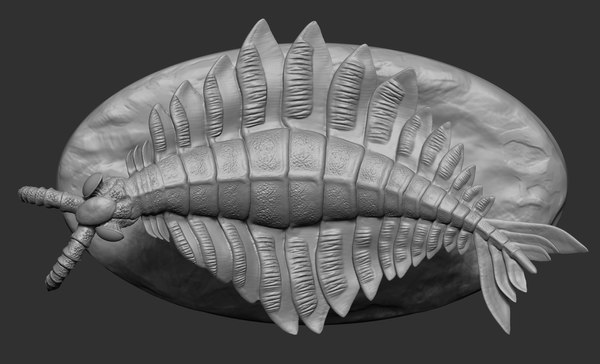 Anomalocaris canadensis 3D model - TurboSquid 1867067
