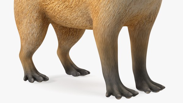Modello 3D Capibara attrezzato per Maya - TurboSquid 1958266