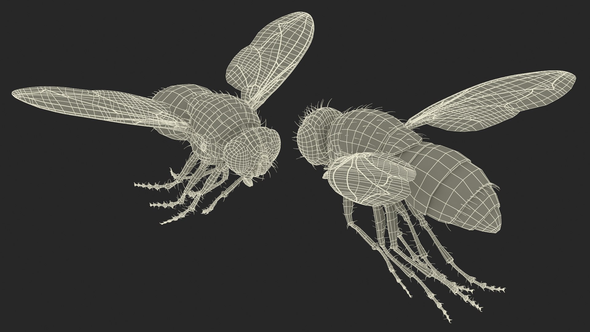 Lifelike Insect Housefly 3D Model - TurboSquid 2349806