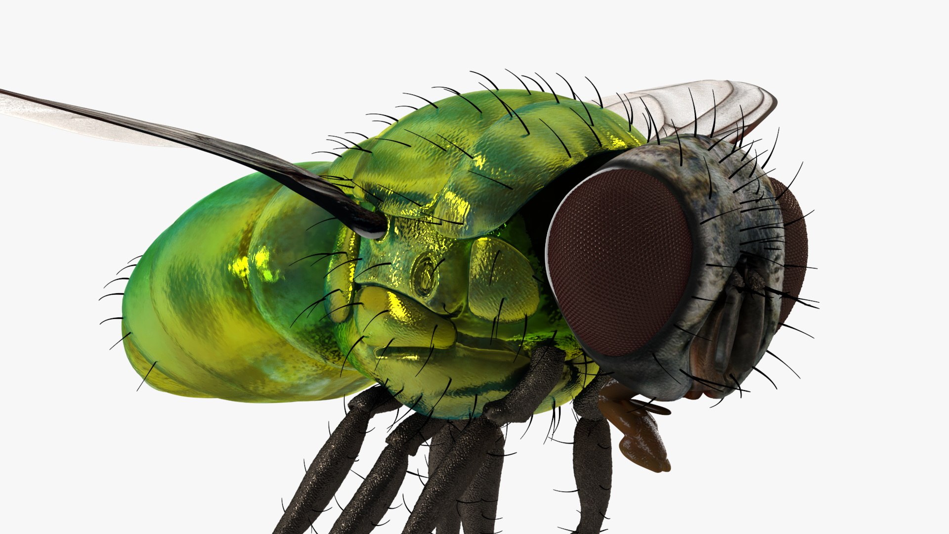 Lifelike Insect Housefly 3D Model - TurboSquid 2349806
