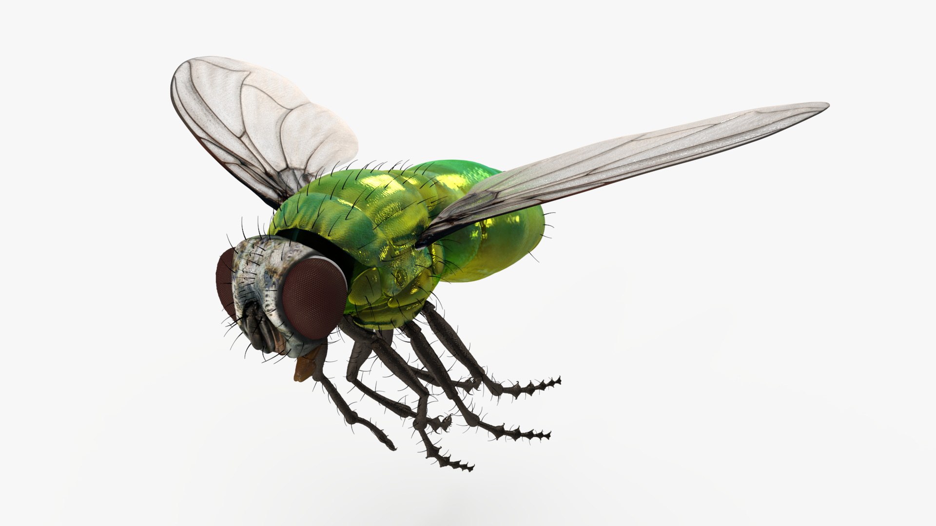Lifelike Insect Housefly 3D Model - TurboSquid 2349806