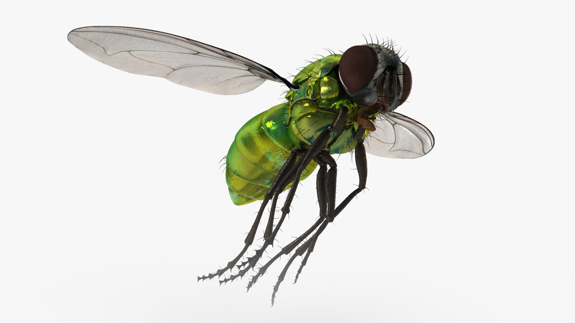 Lifelike Insect Housefly 3D Model - TurboSquid 2349806