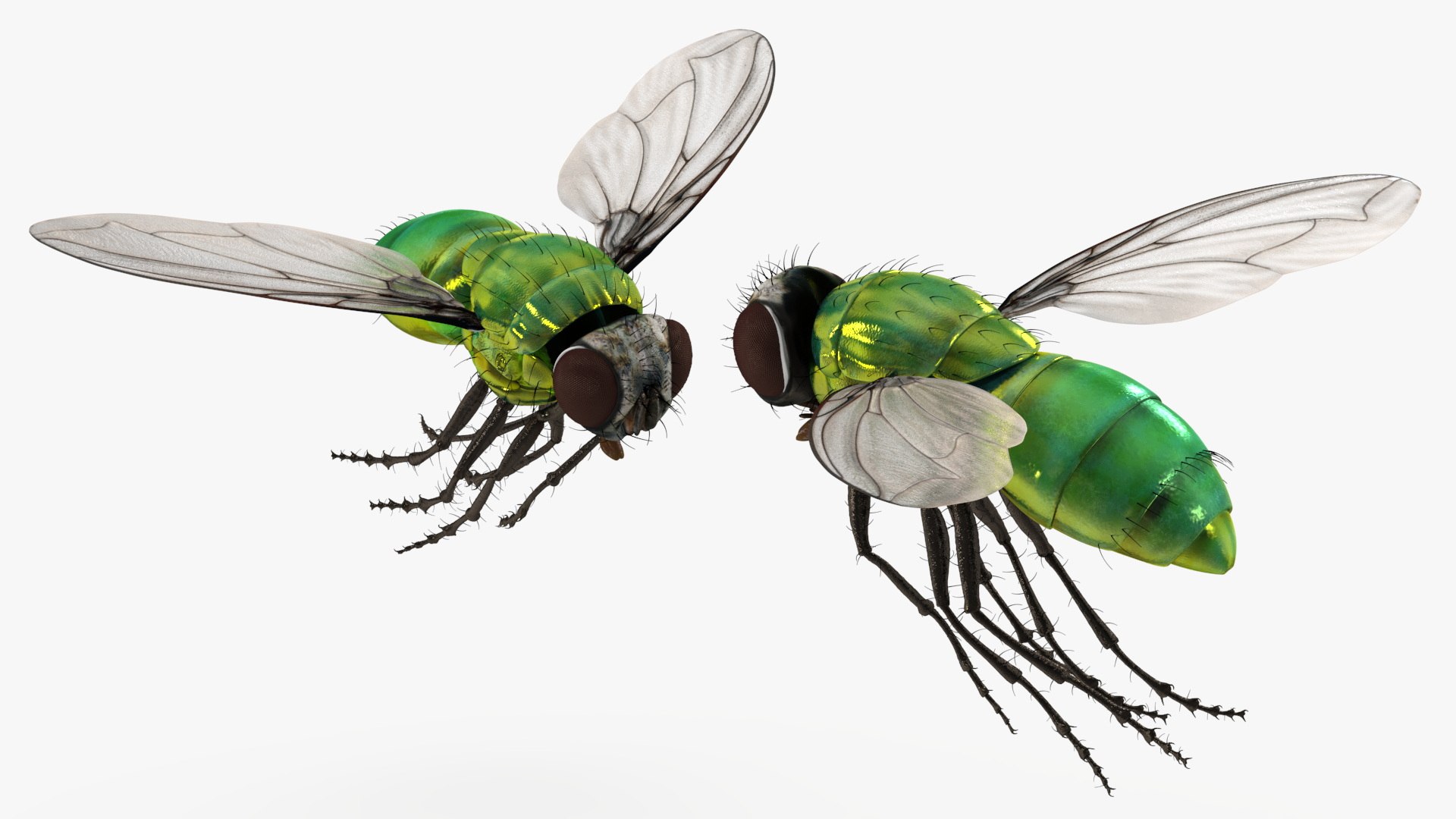 Lifelike Insect Housefly 3D Model - TurboSquid 2349806