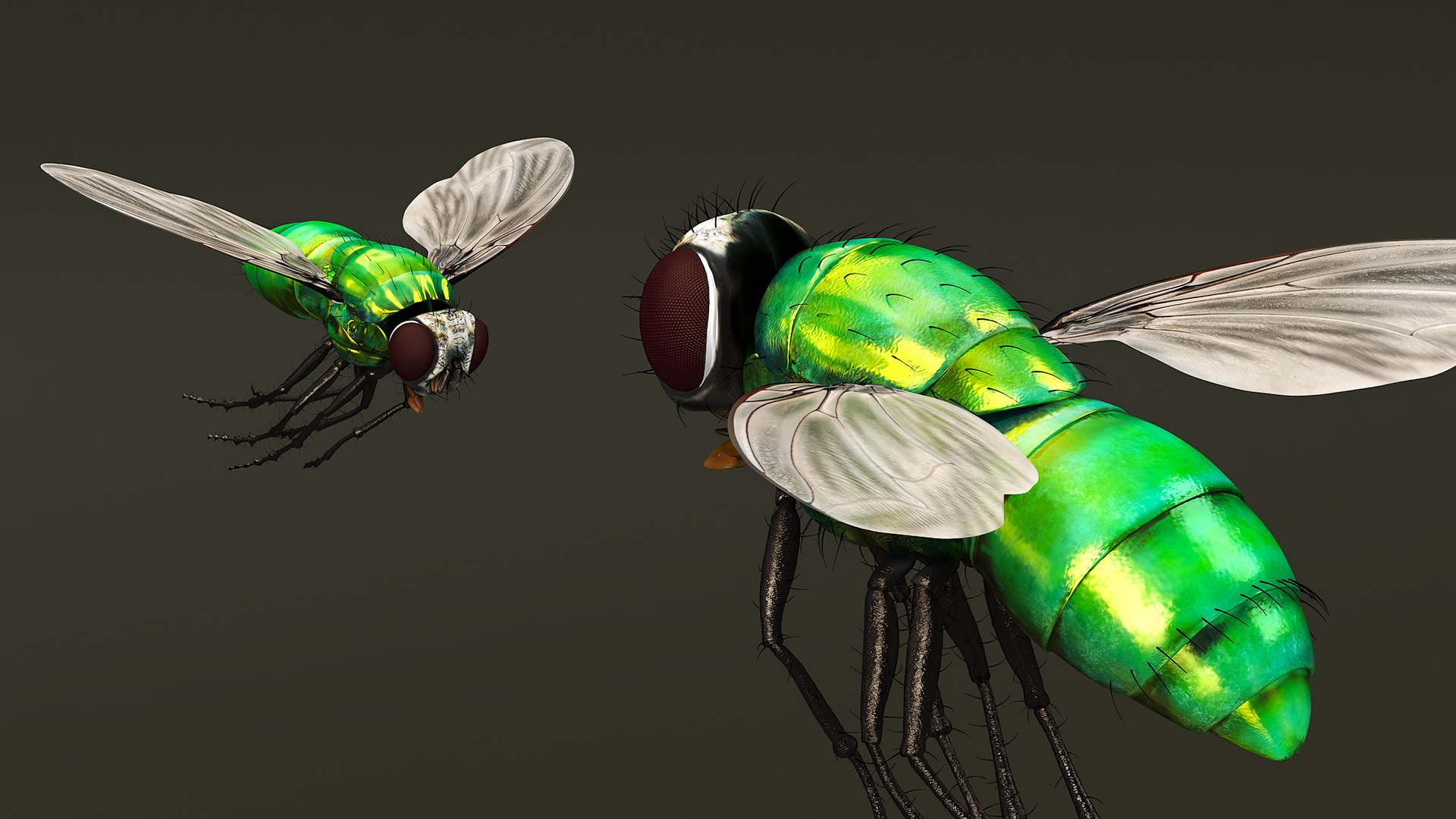 Lifelike Insect Housefly 3D Model - TurboSquid 2349806