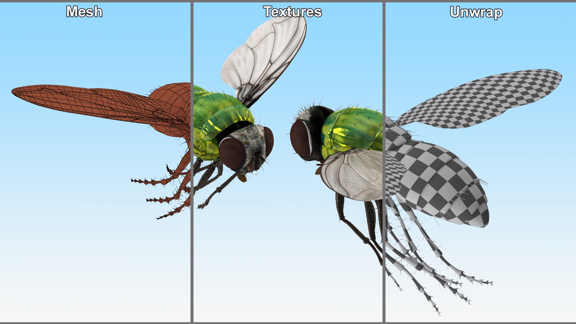 Lifelike Insect Housefly 3D Model - TurboSquid 2349806