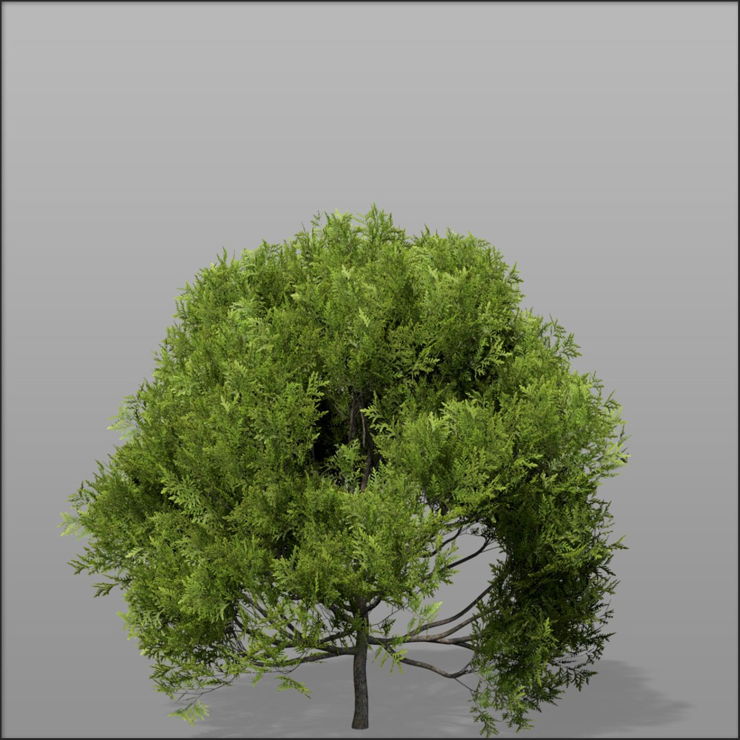 3d shrub bush 1 model