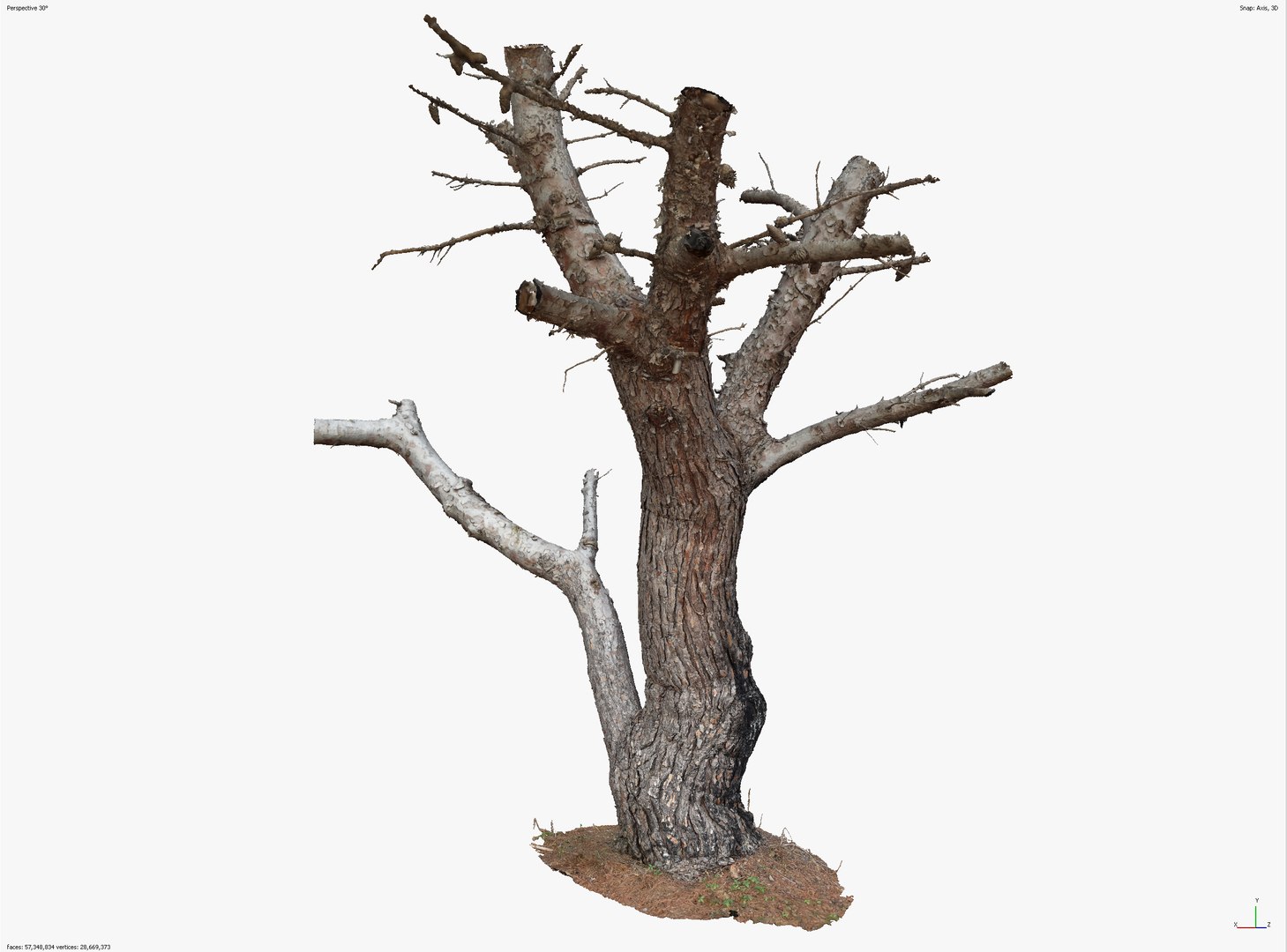 3D Burnt Pine Tree Charred 2 x 16k Textures Raw 3D Scan model ...