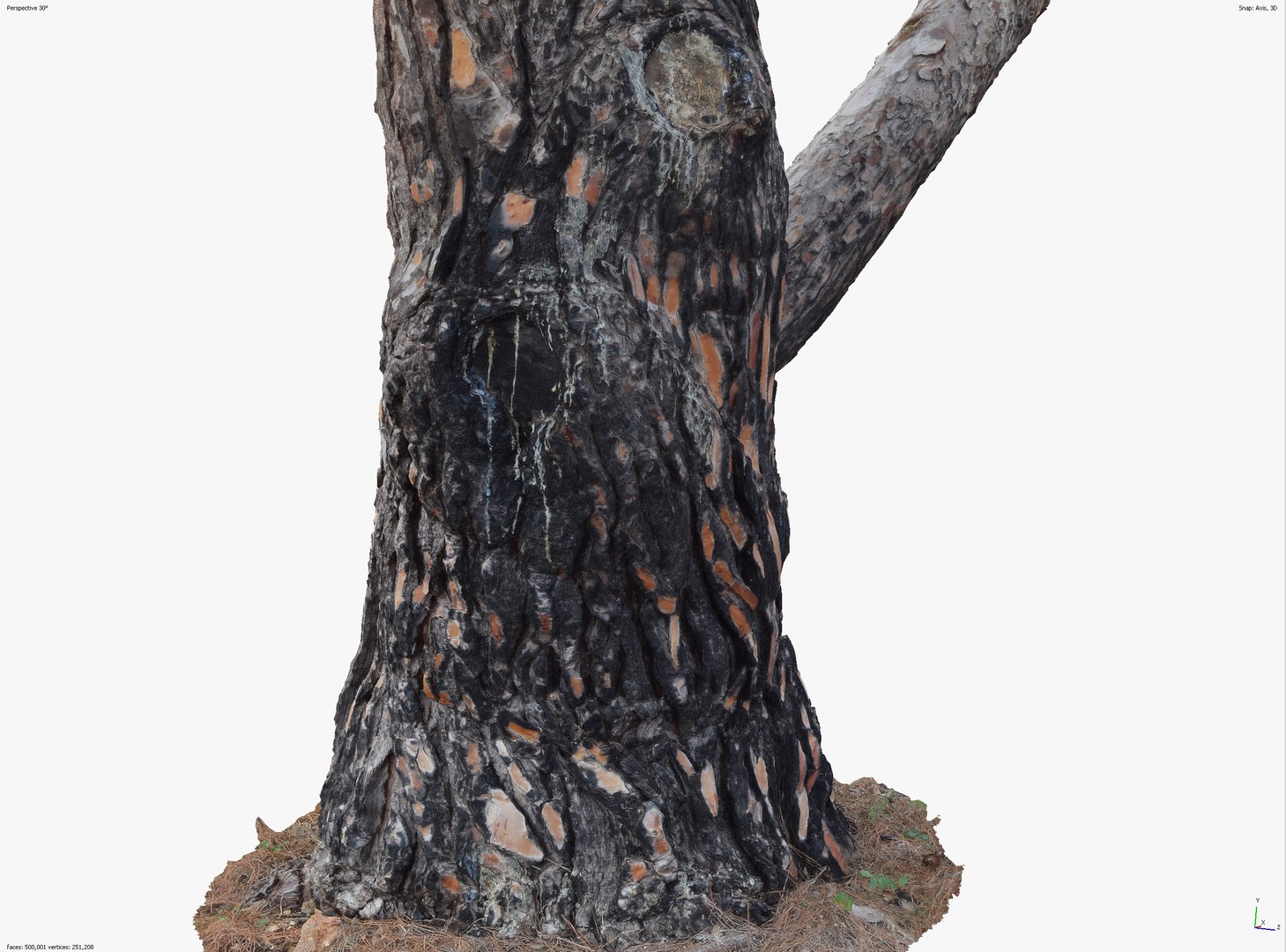 3D Burnt Pine Tree Charred 2 x 16k Textures Raw 3D Scan model ...