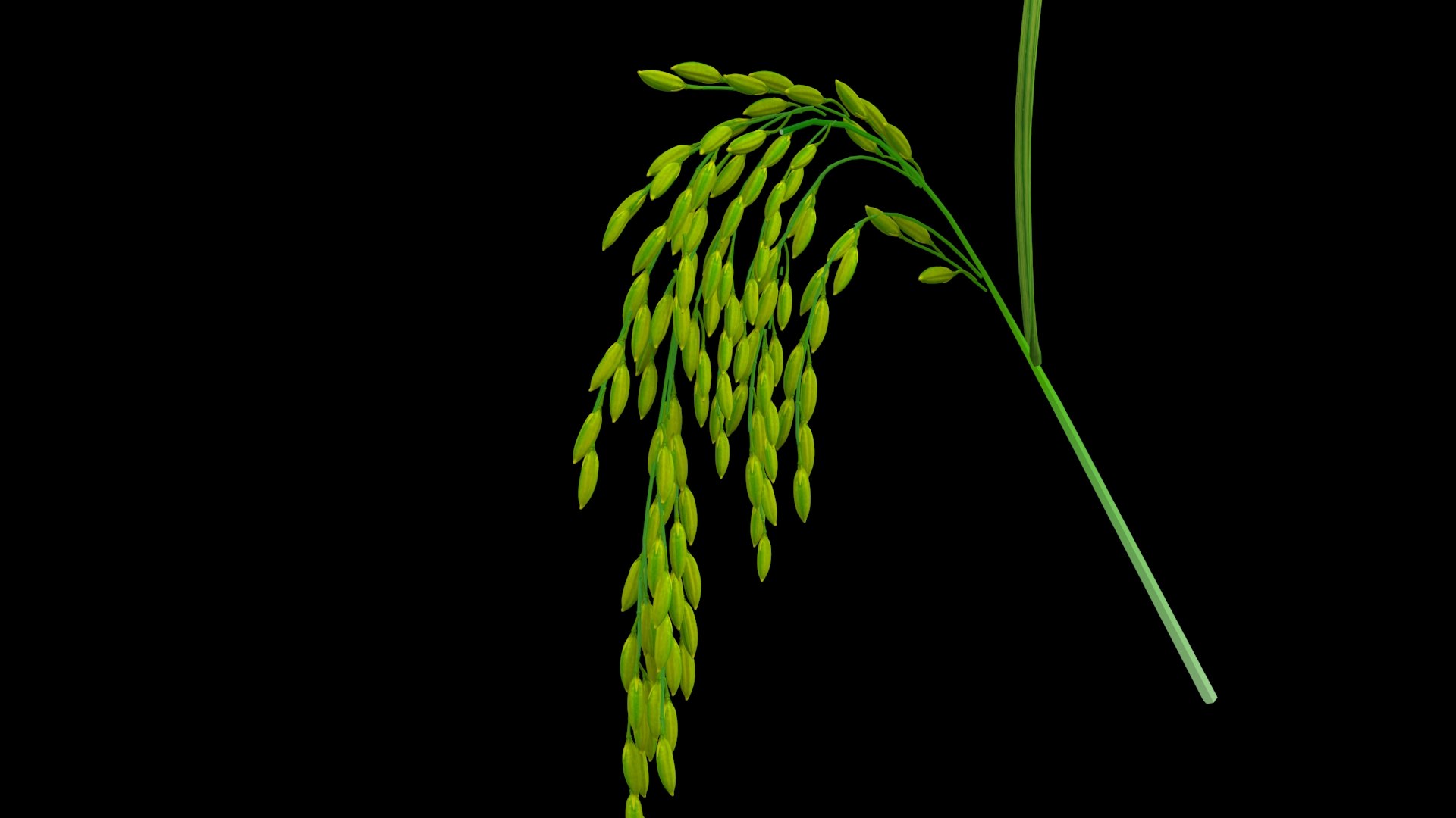 3D FLOWER PADDY BRANCH COLLECT FNAL 2011 - TurboSquid 1743668