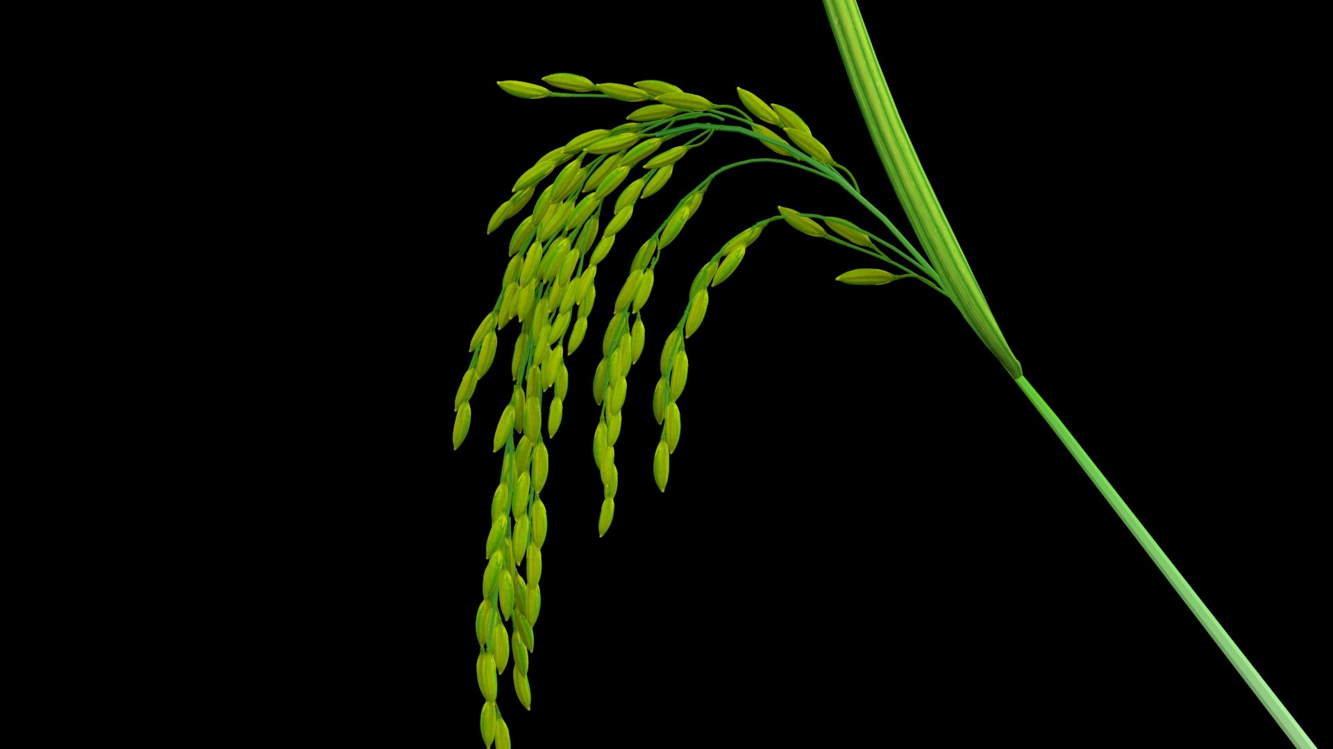 3D FLOWER PADDY BRANCH COLLECT FNAL 2011 - TurboSquid 1743668