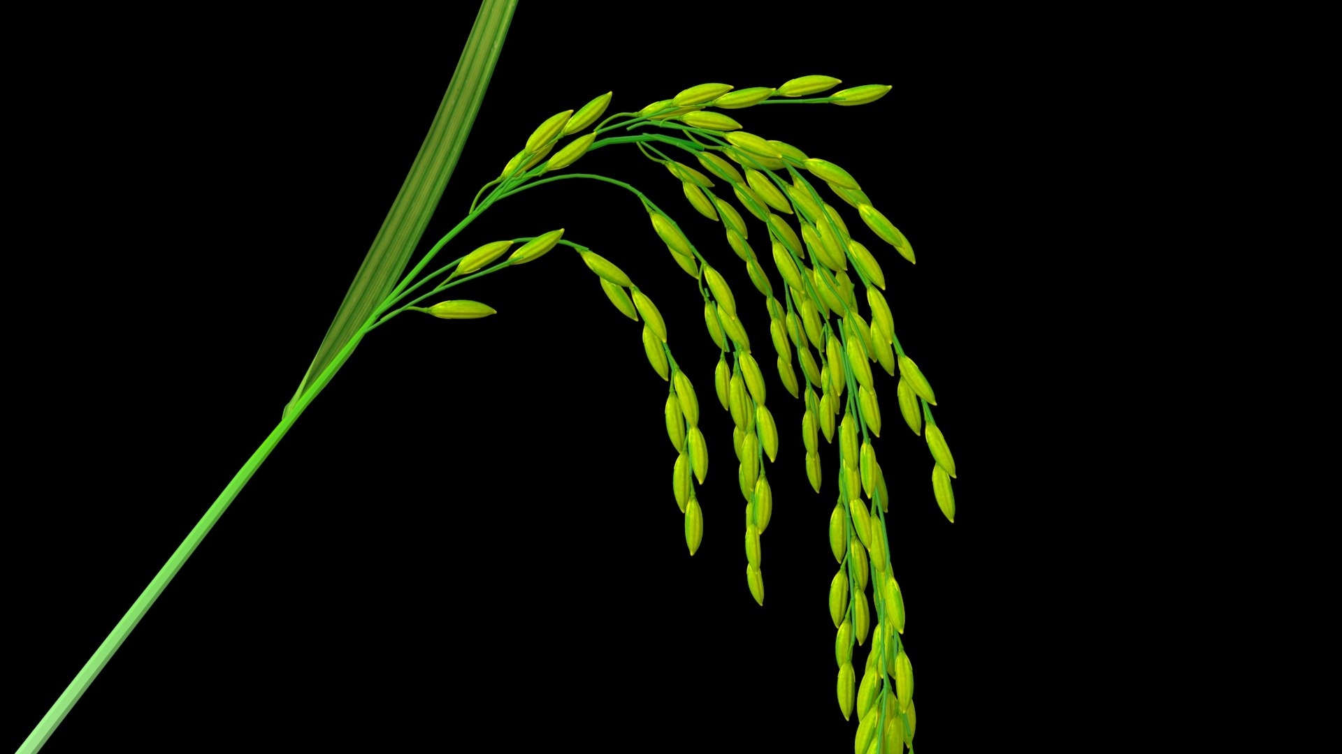 3D FLOWER PADDY BRANCH COLLECT FNAL 2011 - TurboSquid 1743668