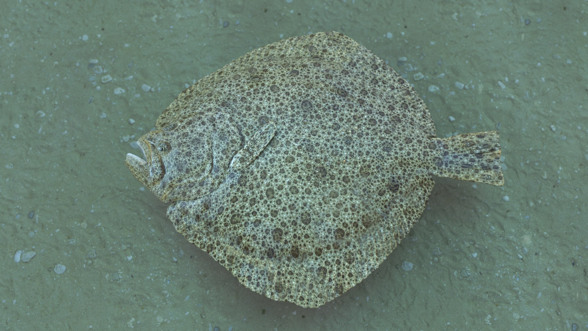 3D Turbot Pbr - TurboSquid 1564329