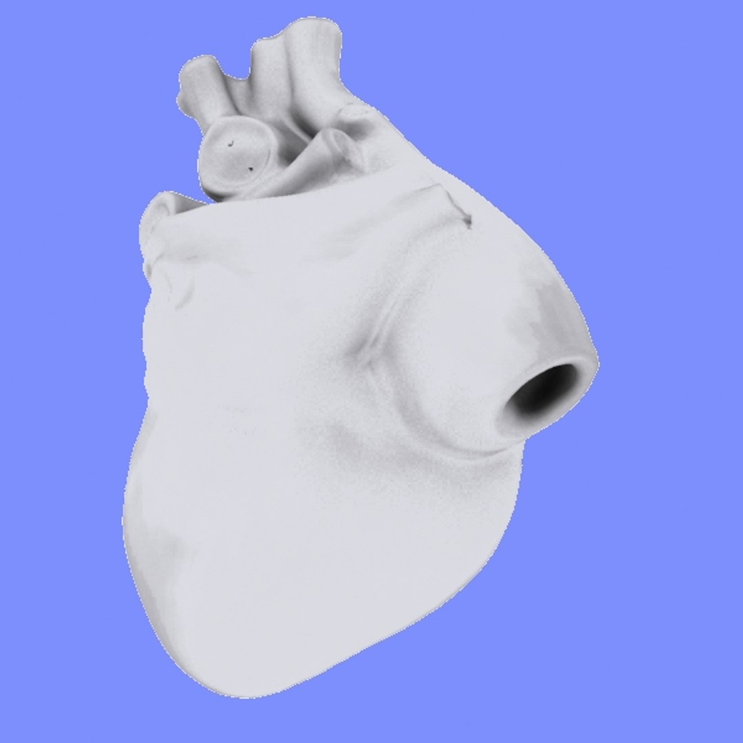 3d Model Human Heart