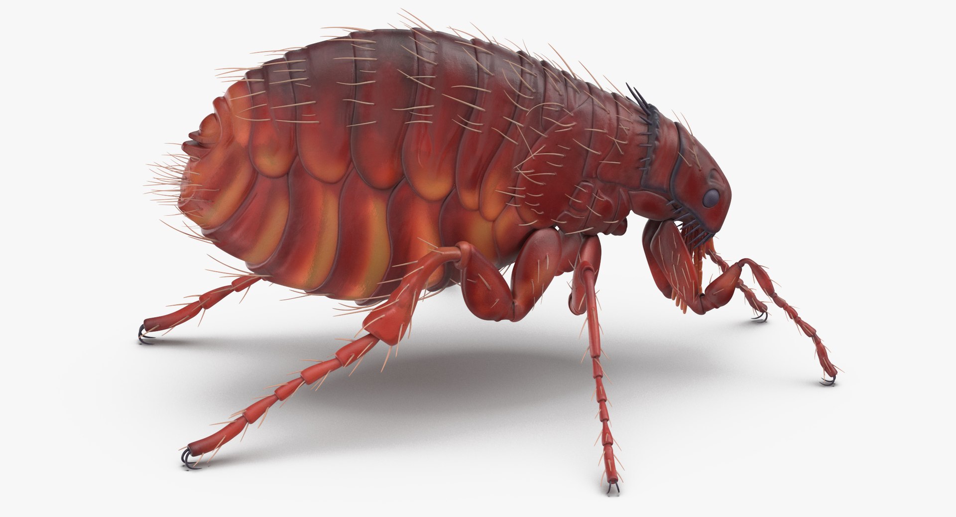 3D Flea Standing - TurboSquid 1375624