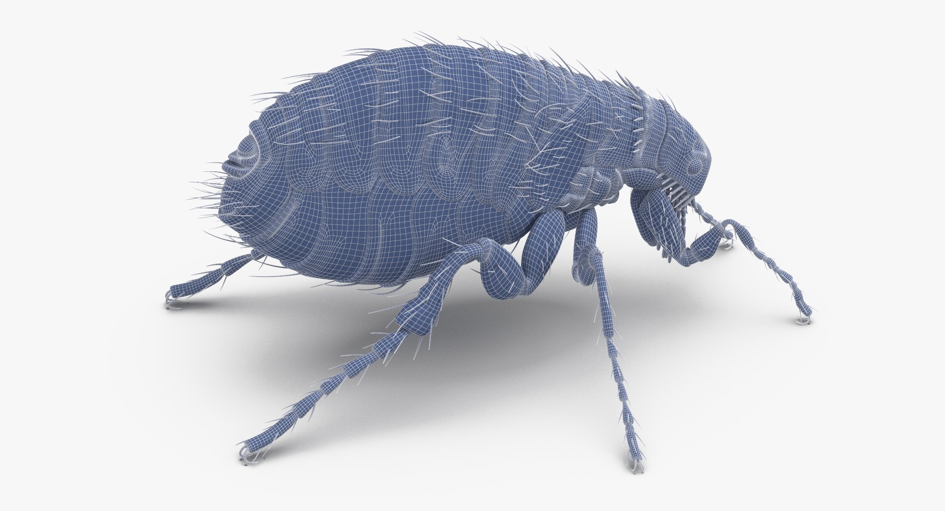 3D Flea Standing - TurboSquid 1375624