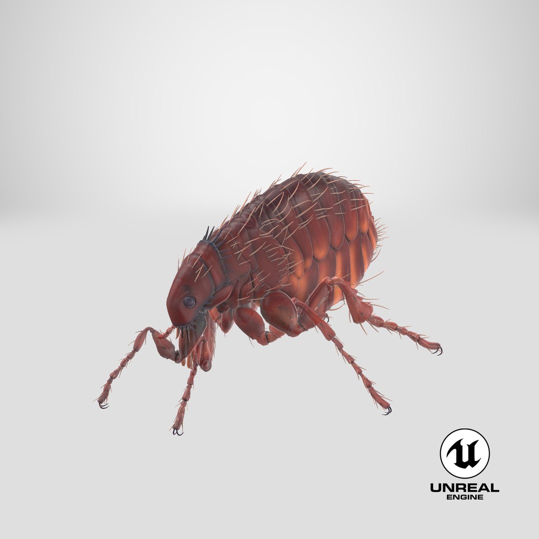 3D flea standing - TurboSquid 1375624
