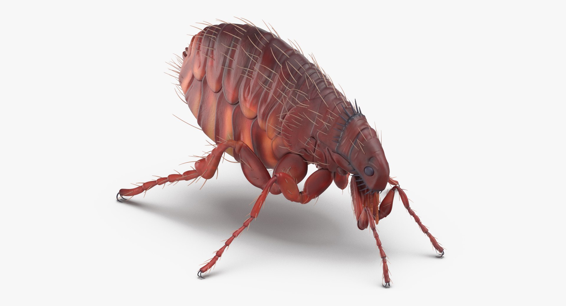 3D Flea Standing - TurboSquid 1375624